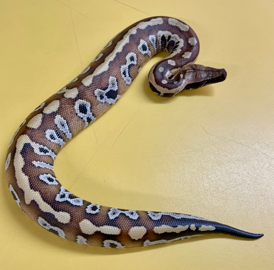 2024 Normal Poss Het Hypo Female Blood Python by 616 Serpents