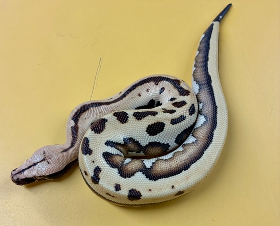 2024 Goldeneye 100% Het T+ Albino Female Blood Python by 616 Serpents