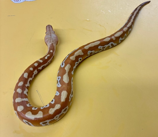 2024 T+Positive Albino Male Blood Python by 616 Serpents