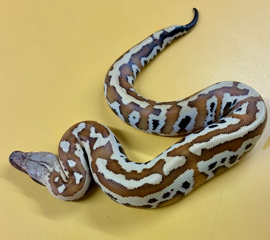 2024 Matrix Female Blood Python by 616 Serpents