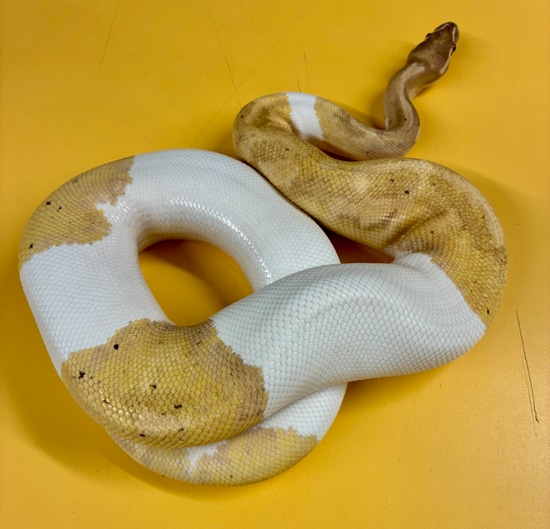 Proven 22’ Black Head Banana Pied Het Hypo. READ Ball Python by 616 ...