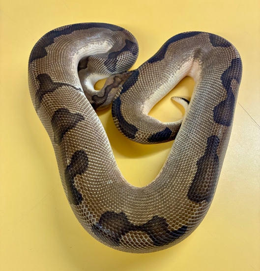 NO Reserve!!! 2021 Super Blade Enchi Clown Ball Python by 616 Serpents