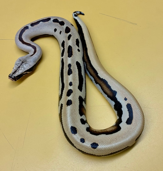 New Pic!!! Goldeneye 50% Poss Het Hypo (Lvl2 Slackline Clutch) READ Blood Python by 616 Serpents