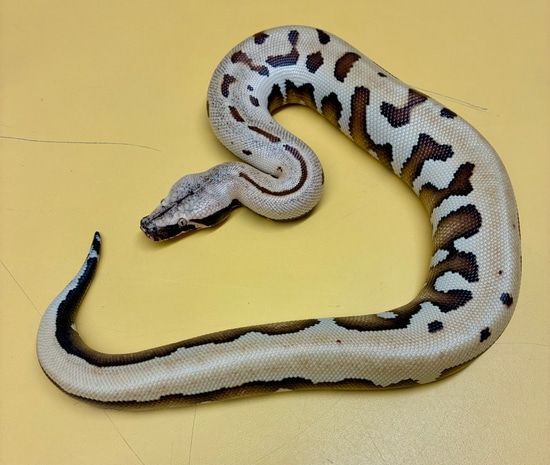 New Pic!!! Goldeneye 100% Het T Positive Albino Blood Python by 616 ...