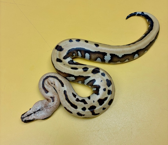 NEW Pic!! Goldeneye 100% Het T+ Albino Blood Python by 616 Serpents