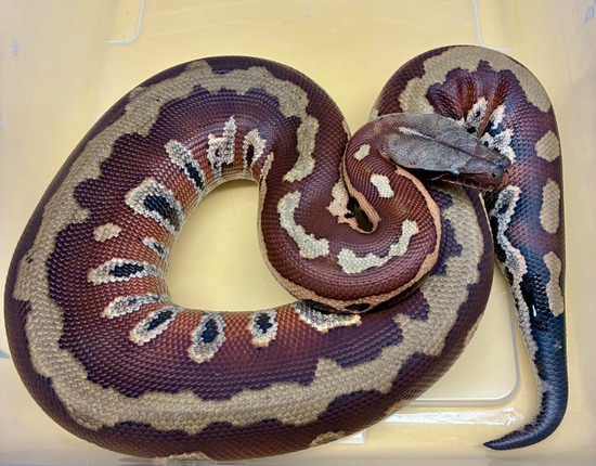 Proven Breeder 2017 Pollen 100% Het T+ Albino Male Blood Python by 616 ...
