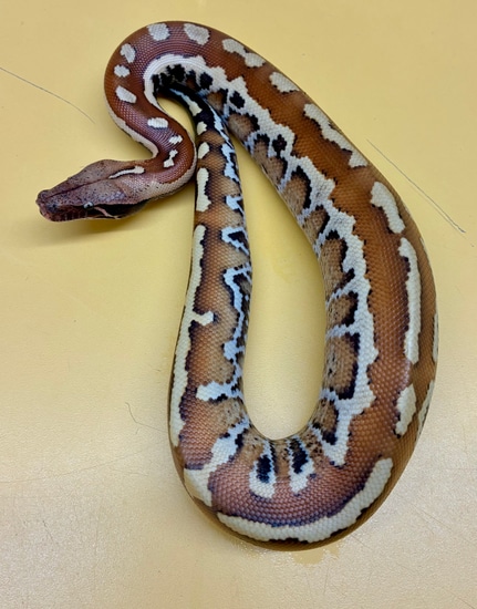 New Pic!! 2024 Matrix Male Orange Crush Line Blood Python by 616 Serpents