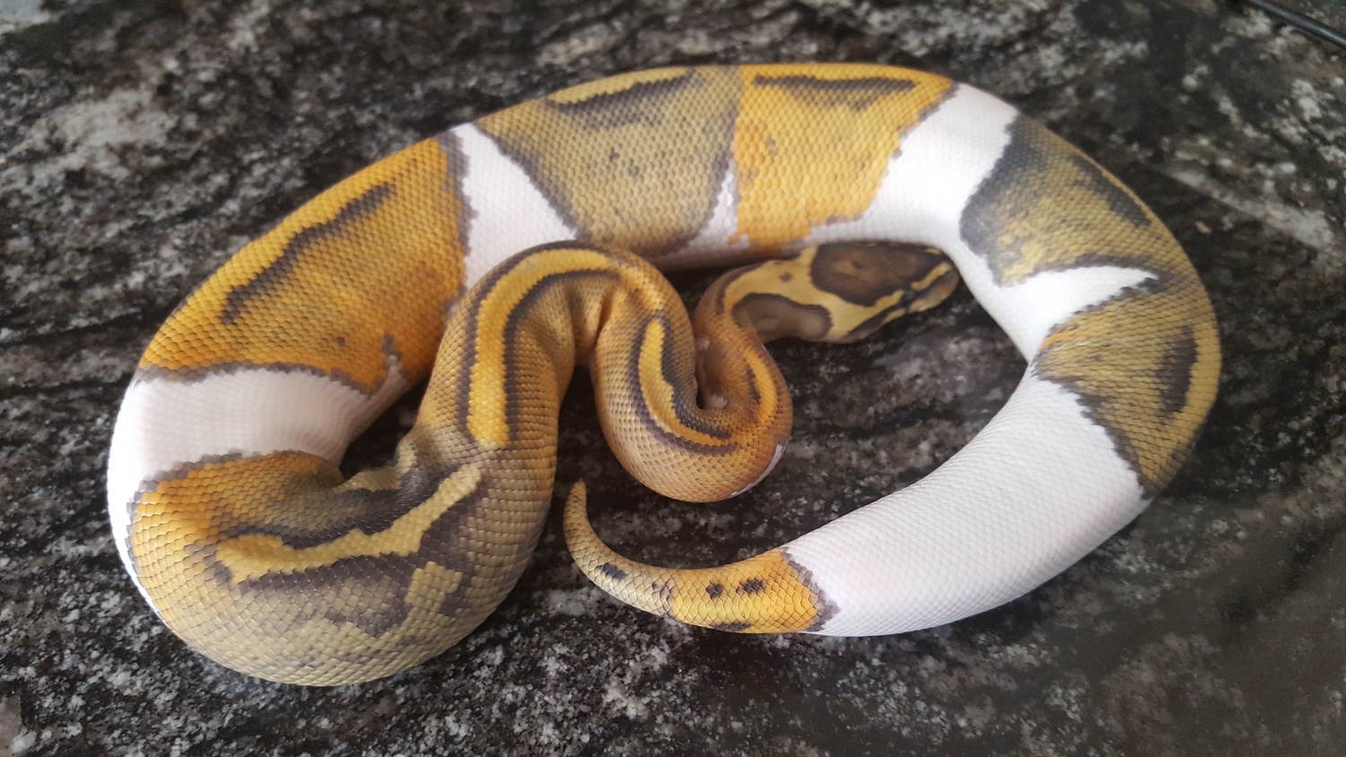 Black Pastel Ghost Pied Ball Python by RD Reptiles - MorphMarket