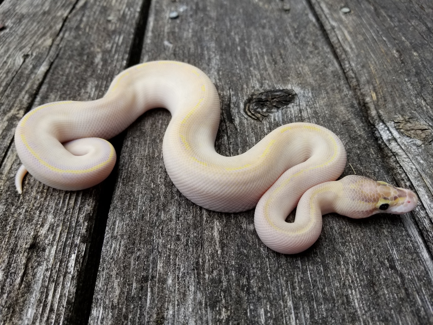 Super Goblin Ball Python by RD Reptiles - MorphMarket