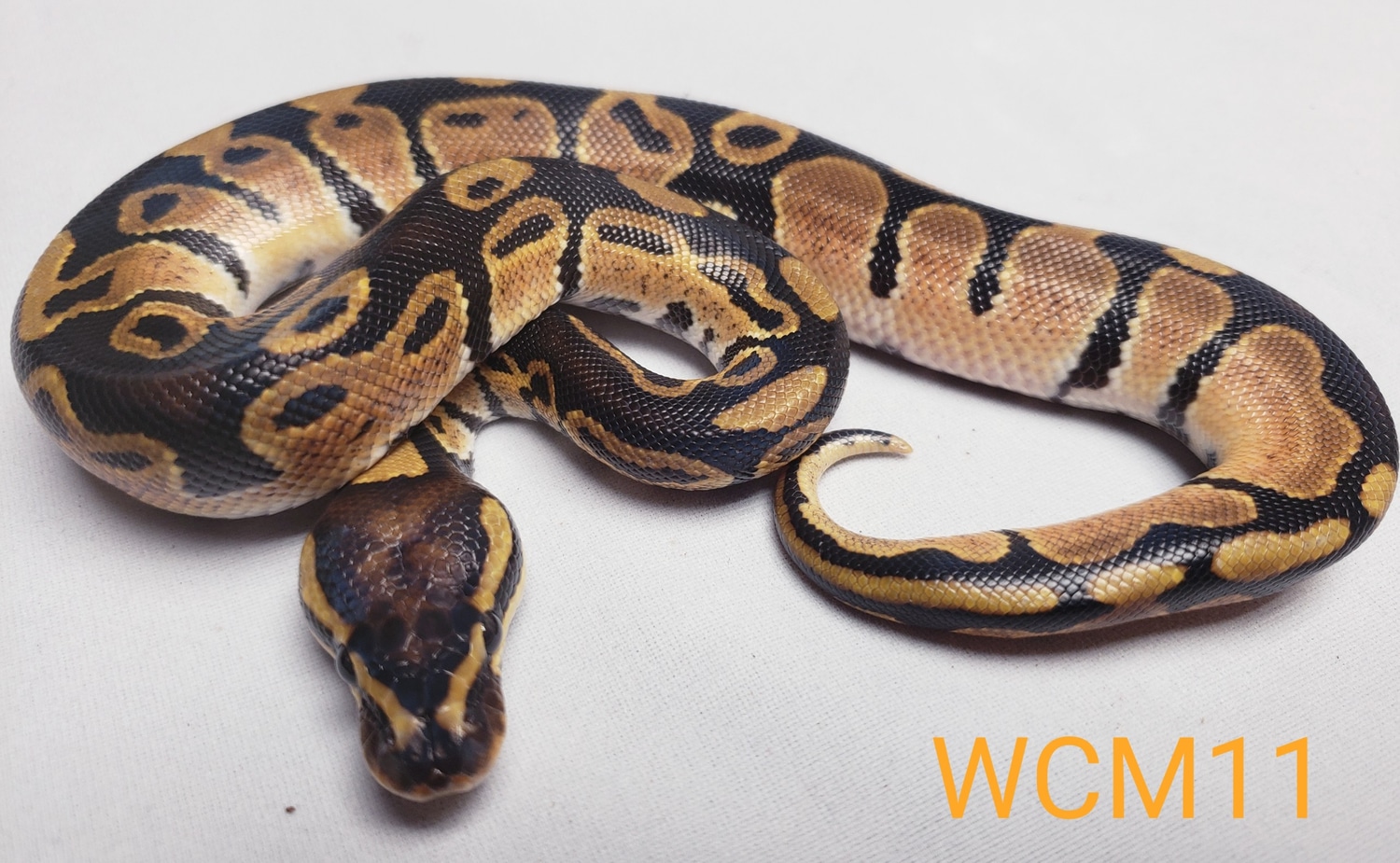 African Import Ball Python by Battlefield Reptiles - MorphMarket