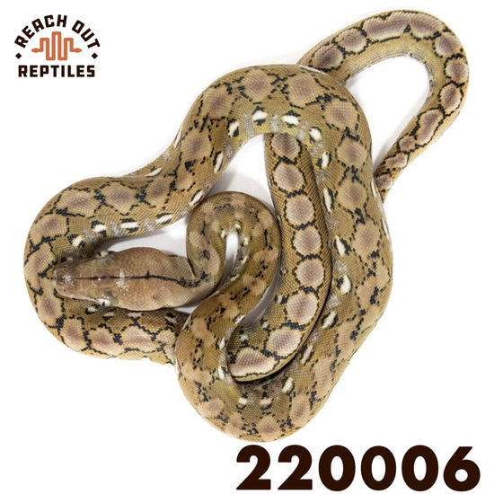 Platinum Het Anery 81.25% Kalatoa Reticulated Python by Reach Out ...