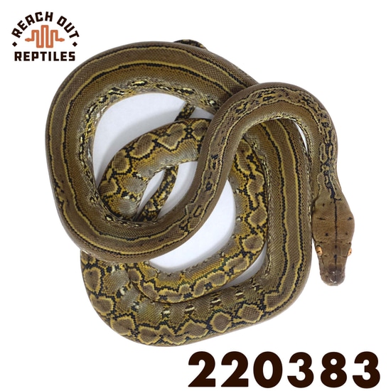 Marble 66% Anery Kalatoa 50% Kalatoa Reticulated Python by Reach Out ...