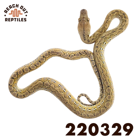 Platinum 66% Het Anery 50% Kayuadi 43.75% Kalatoa Reticulated Python by ...