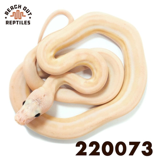 Super Dwarf Ultra Ivory Reticulated Python by Reach Out Reptiles LLC