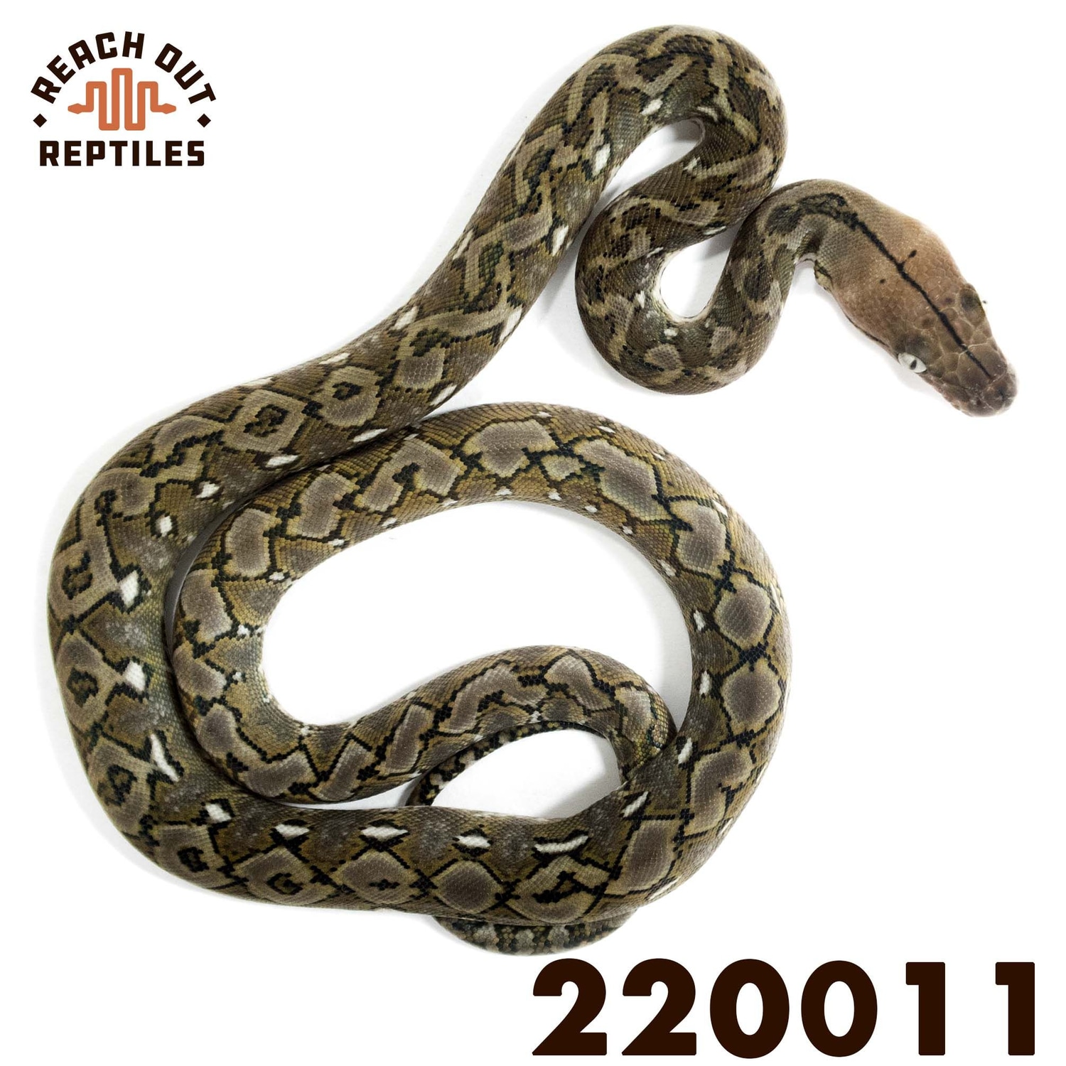 SD Anery Krispy Kreme Reticulated Python by Reach Out Reptiles LLC ...