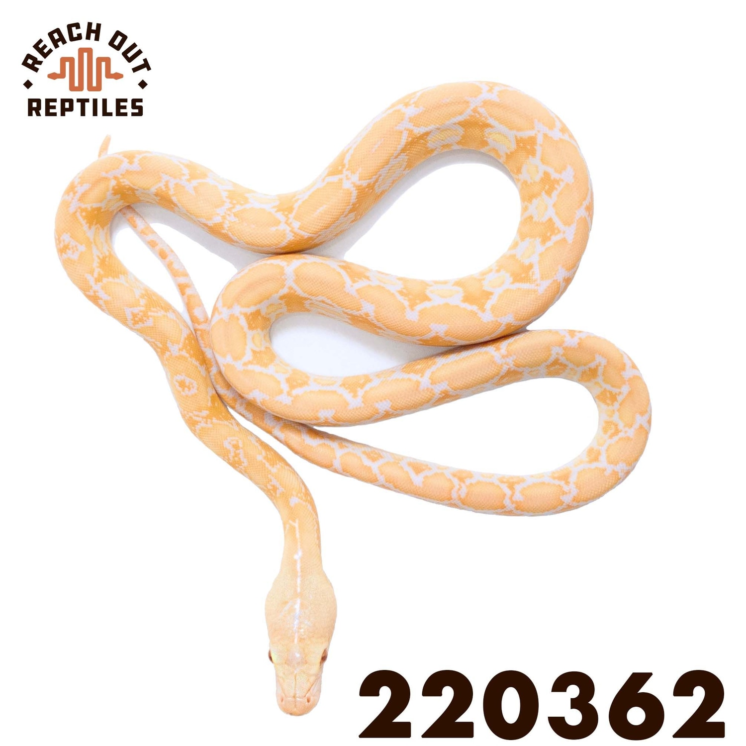 Dwarf White Albino Tiger Reticulated Python by Reach Out Reptiles LLC ...