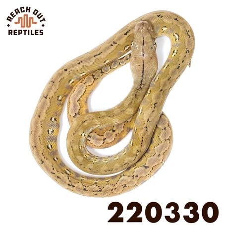 Super Dwarf Platinum Reticulated Python by Reach Out Reptiles LLC
