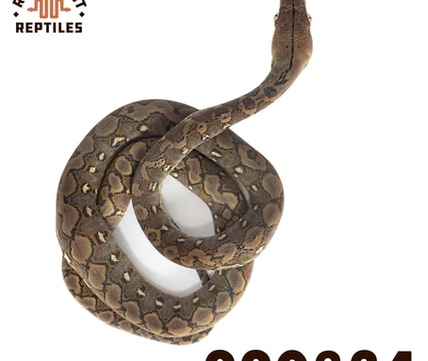 Reach Out Reptiles LLC - MorphMarket