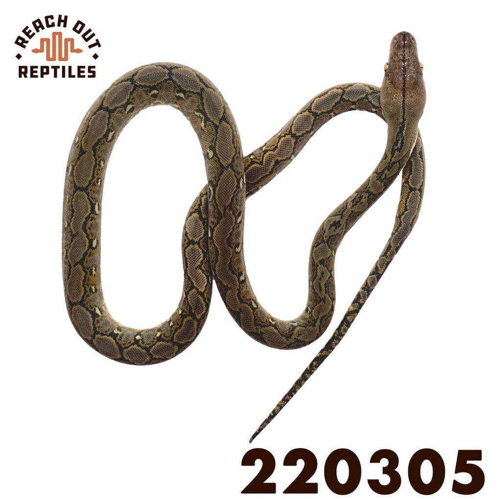 Super Dwarf Wild Type Reticulated Python By Reach Out Reptiles Llc