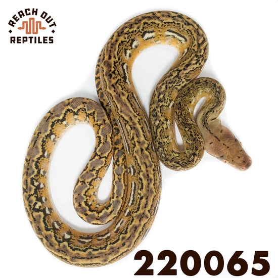 Super Dwarf Platinum Marble Reticulated Python by Reach Out Reptiles LLC
