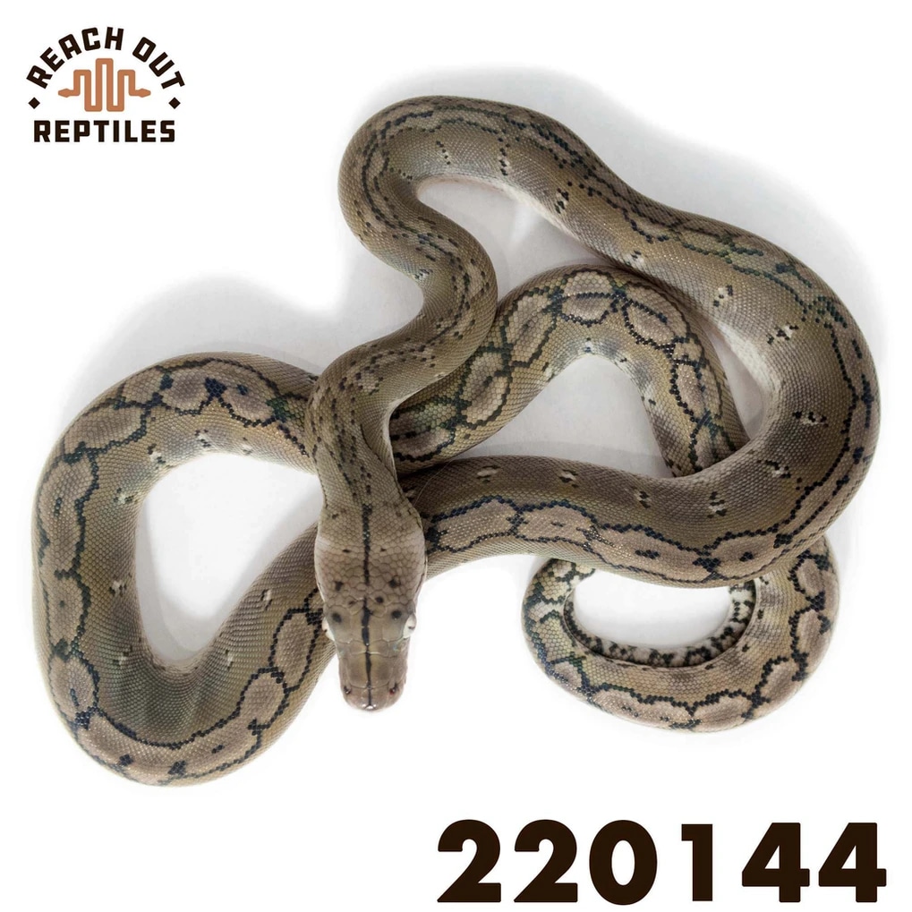 Super Dwarf Anery Motley Reticulated Python by Reach Out Reptiles LLC ...