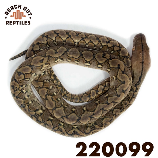 Super Dwarf Wild Type Reticulated Python by Reach Out Reptiles LLC