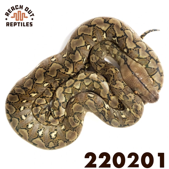 Super Dwarf Wild Type Reticulated Python by Reach Out Reptiles LLC