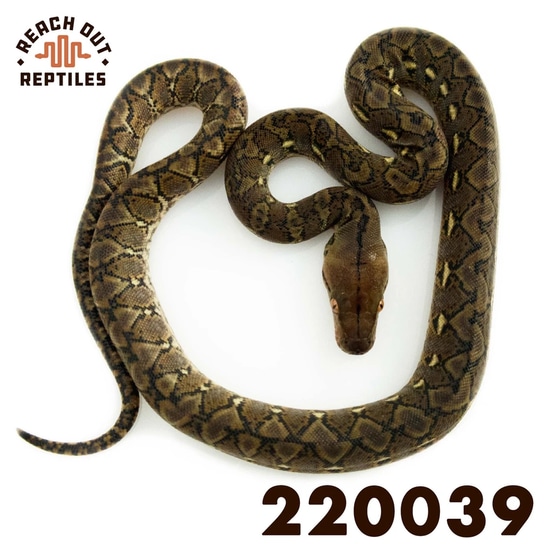 Super Dwarf Wild Type Reticulated Python by Reach Out Reptiles LLC