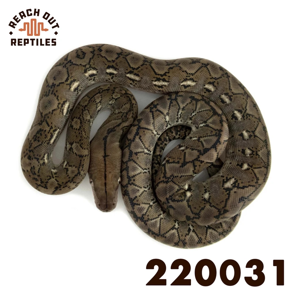 Super Dwarf Anery Reticulated Python by Reach Out Reptiles LLC ...