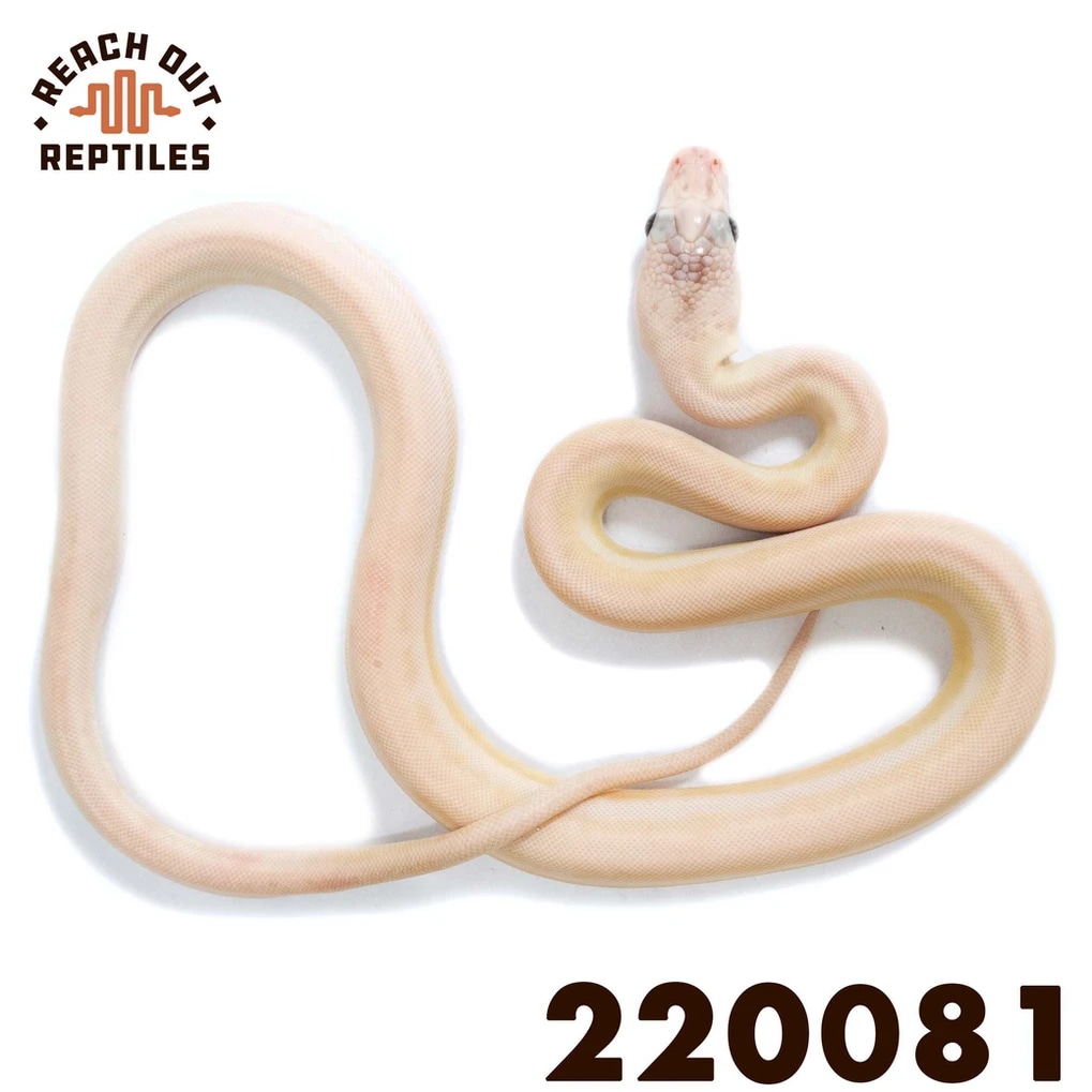 Super Dwarf Ultra Ivory Reticulated Python by Reach Out Reptiles LLC ...