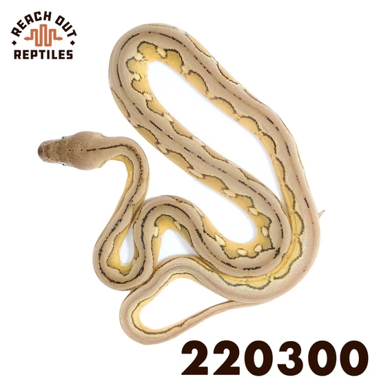 Dwarf Platinum Sunfire Tiger Reticulated Python by Reach Out Reptiles LLC