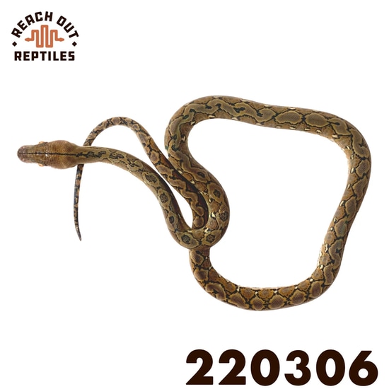 Super Dwarf Wild Type Reticulated Python by Reach Out Reptiles LLC
