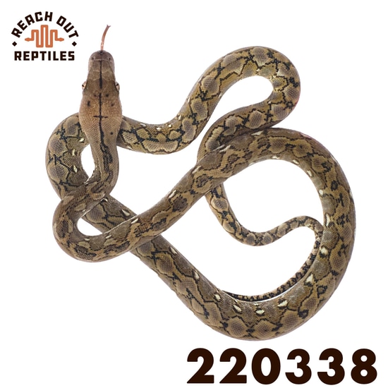 Super Dwarf Wild Type Reticulated Python by Reach Out Reptiles LLC