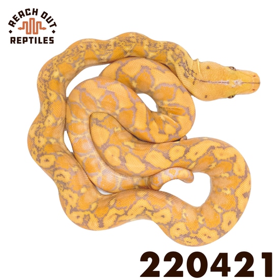 Super Dwarf Purple Albino Reticulated Python by Reach Out Reptiles LLC