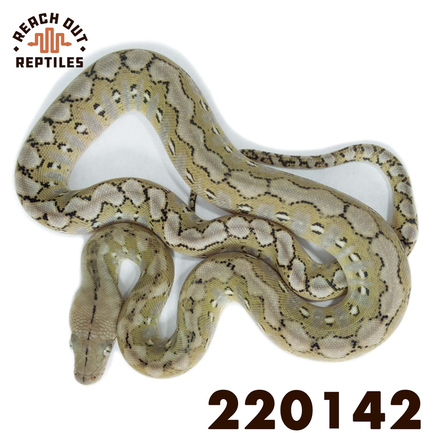 Super Dwarf Platinum Anery Reticulated Python by Reach Out Reptiles LLC ...