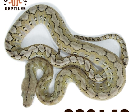 Super Dwarf Platinum Anery Reticulated Python by Reach Out Reptiles LLC ...
