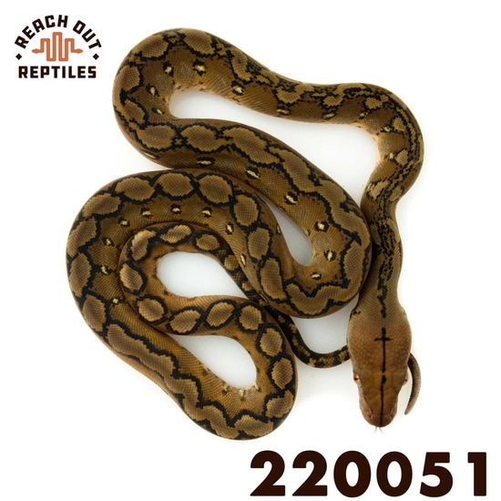 Super Dwarf Sunfire Reticulated Python by Reach Out Reptiles LLC