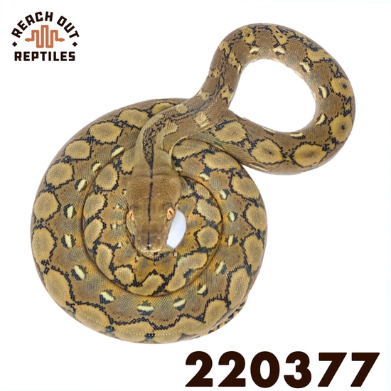 Super Dwarf Wild Type HOGS Reticulated Python by Reach Out Reptiles LLC