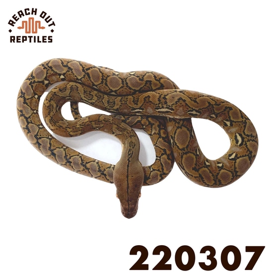 Super Dwarf Wild Type Reticulated Python by Reach Out Reptiles LLC