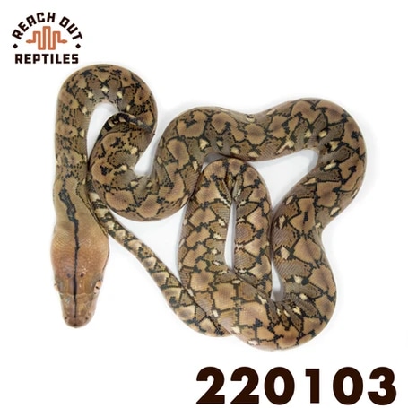 Sd Tk Kalatoa Reticulated Python by Reach Out Reptiles LLC