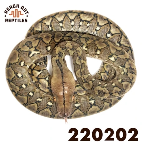 Sd Tk Kalatoa Reticulated Python by Reach Out Reptiles LLC