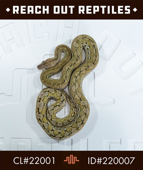 Super Dwarf Platinum Het Anery Reticulated Python by Reach Out Reptiles LLC