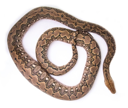 Reach Out Reptiles LLC - MorphMarket