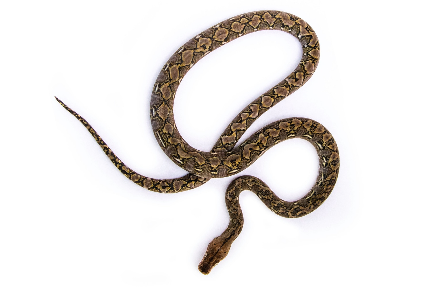 Anery Karompa Reticulated Python by Reach Out Reptiles LLC - MorphMarket