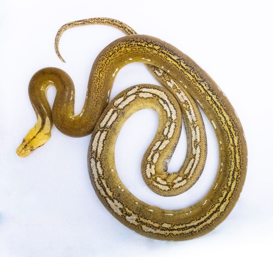 Orange Ghost Stripe Pos Het Anery 50% Kalatoa Reticulated Python by ...