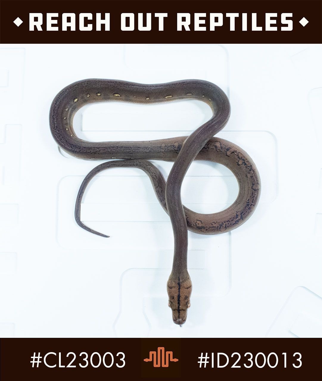 Dwarf Golden Child Reticulated Python by Reach Out Reptiles LLC ...