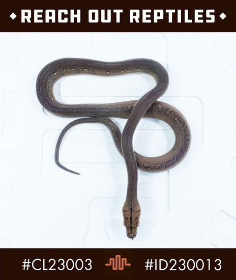 D Golden Child 100% Het Albino 50% Het Anery Reticulated Python by ...