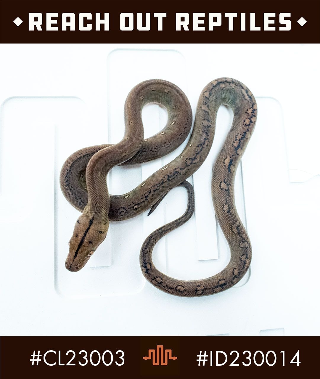 Dwarf Golden Child Reticulated Python by Reach Out Reptiles LLC ...