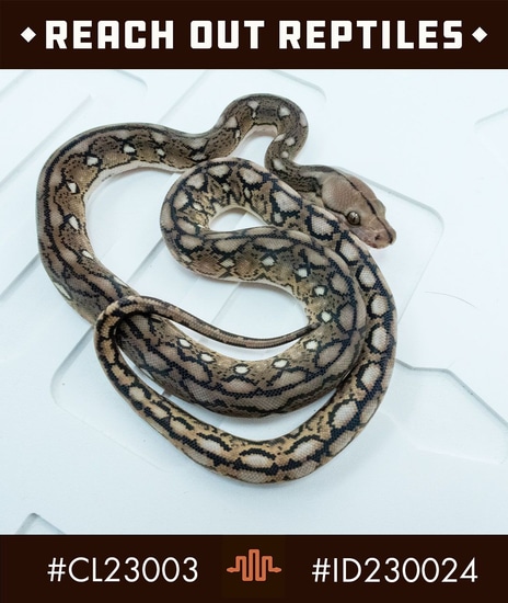 D Motley Tiger 100% Het Albino 50% Het Anery Reticulated Python by ...