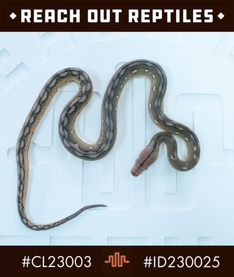 D Motley Tiger 100% Het Albino 50% Het Anery Reticulated Python by ...